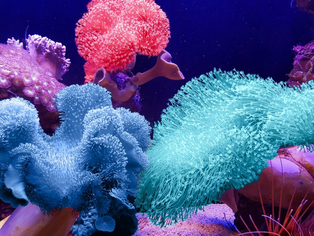 Financing the next generation of innovative ocean finance projects ...